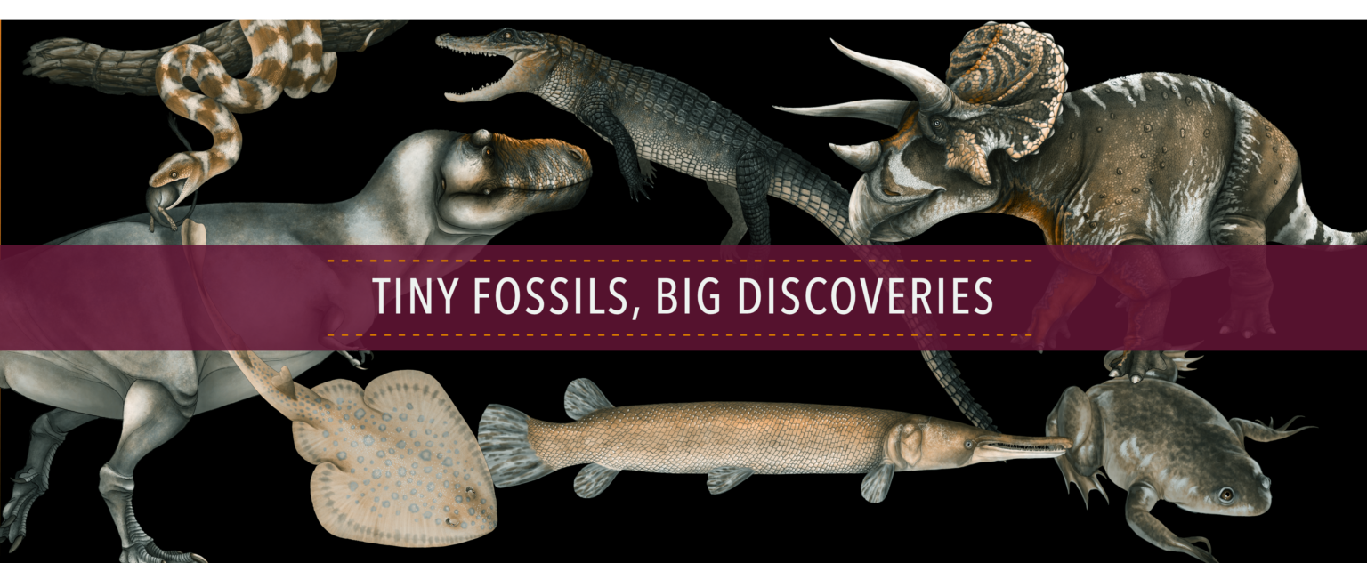 Cretaceous Creatures – Tiny Fossils, Big Discoveries